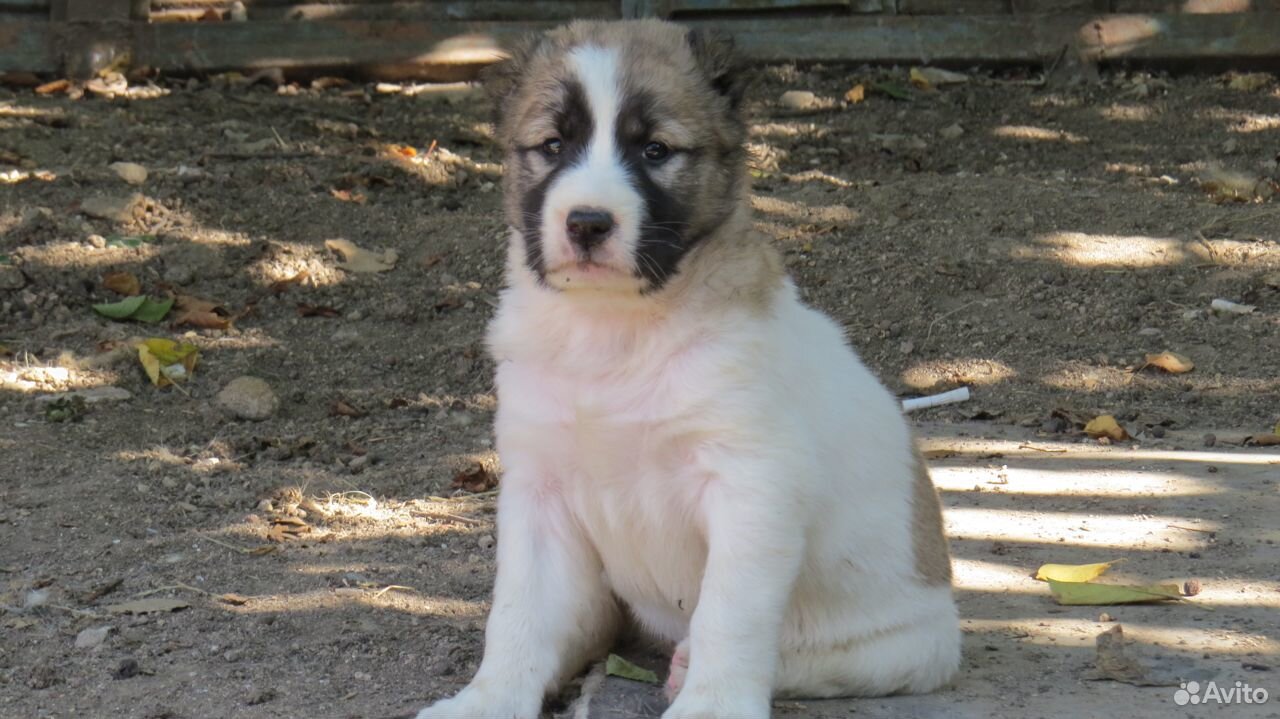Красавица девочка сао (Алабай)