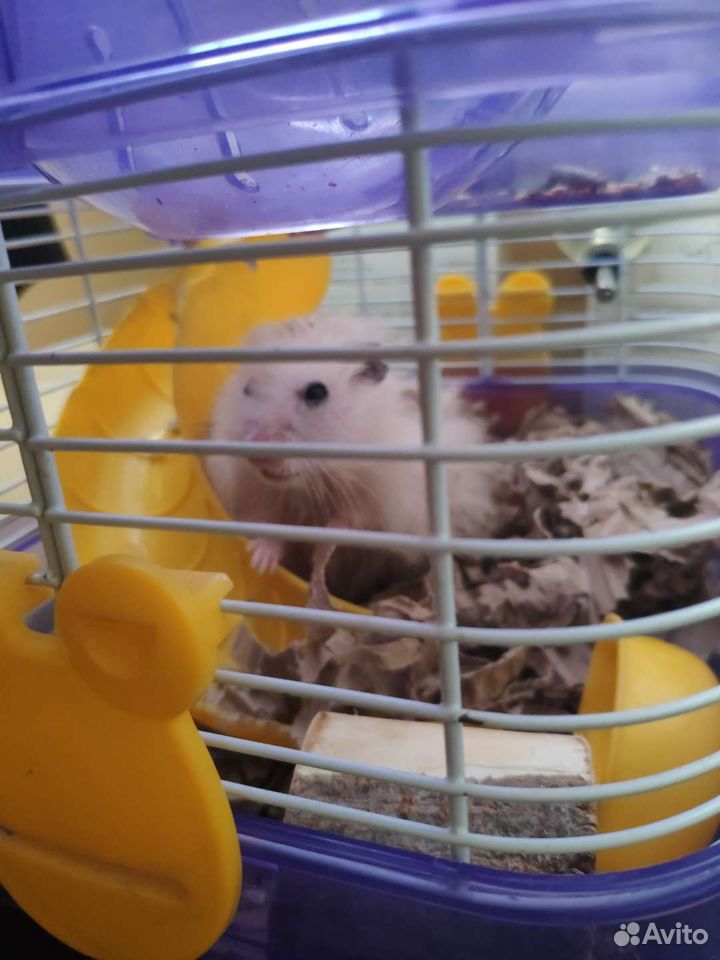 Ангорский хомяк