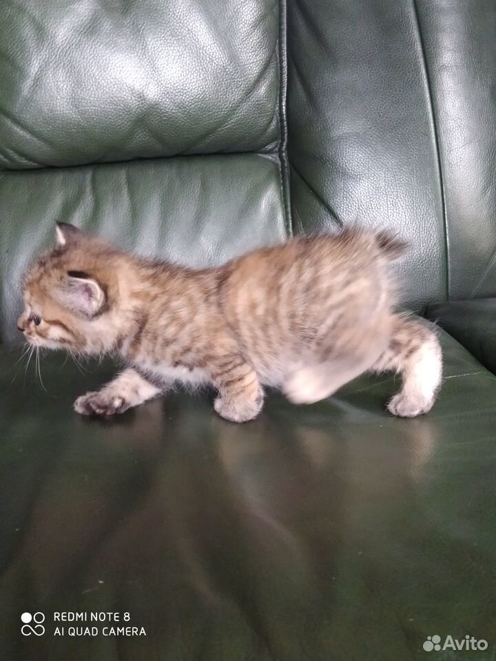 Котята курбобики