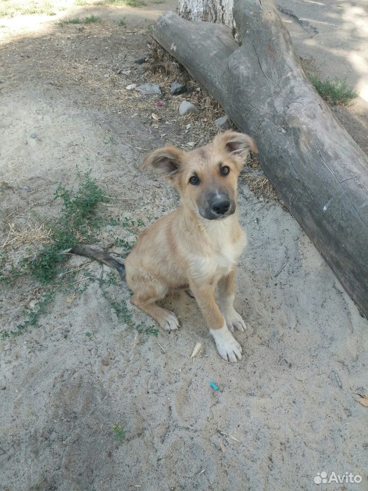 Щенок в добрые руки