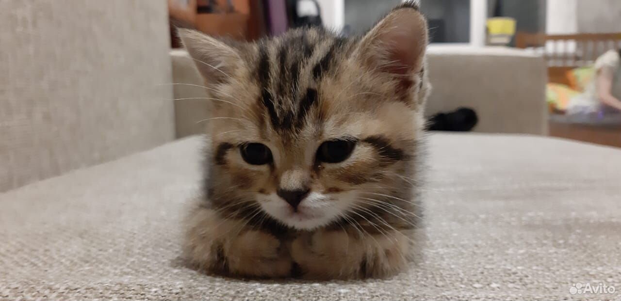 Британский котенок