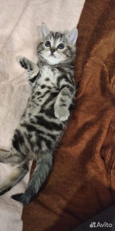 Котенок шотландский прямоухий
