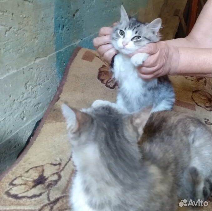 Котята в добрые руки