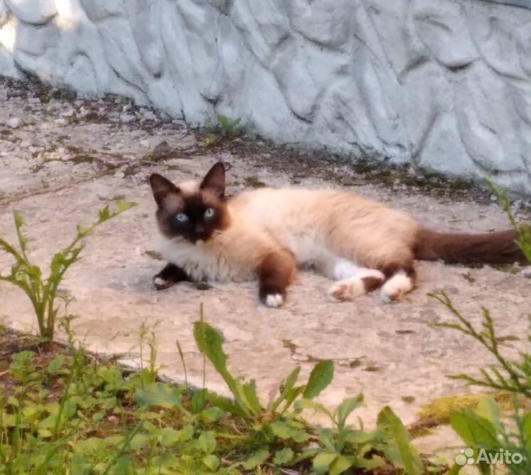 Сиамский кот в добрые руки в дар