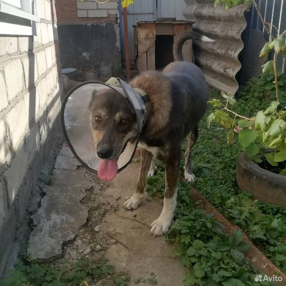 Крупная девочка в добрые руки