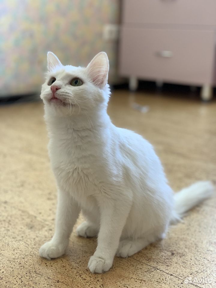 Турецкая ангора