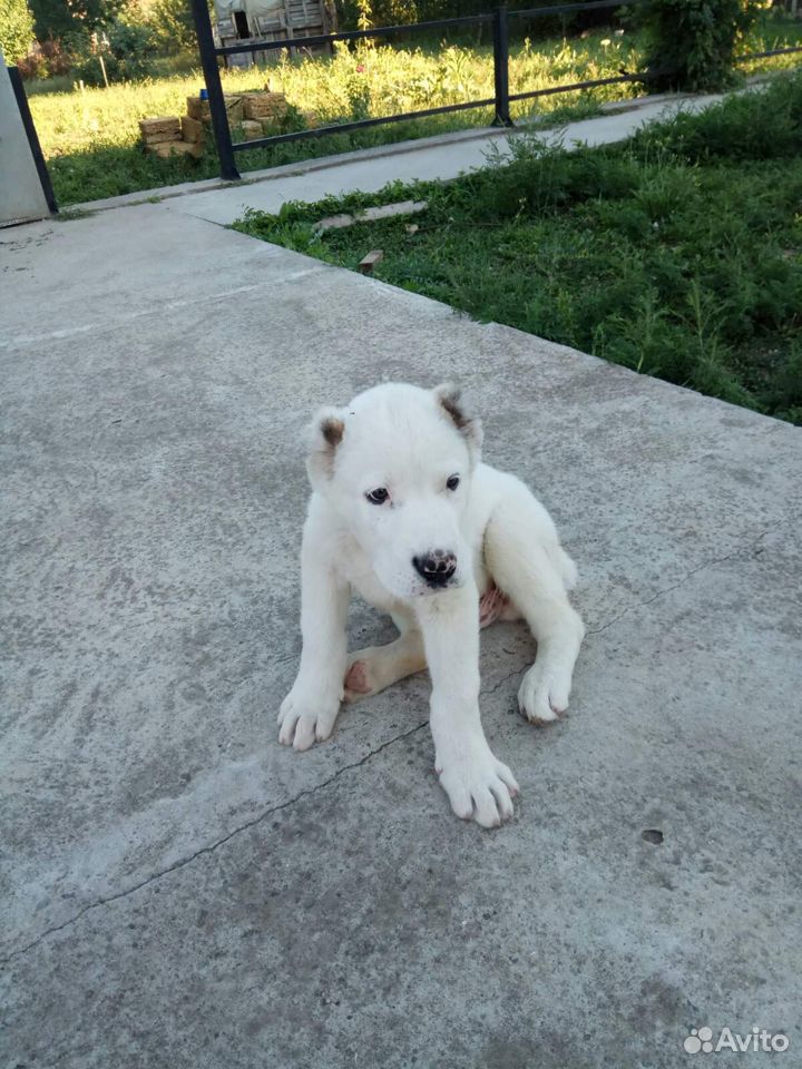 Щенок алабая