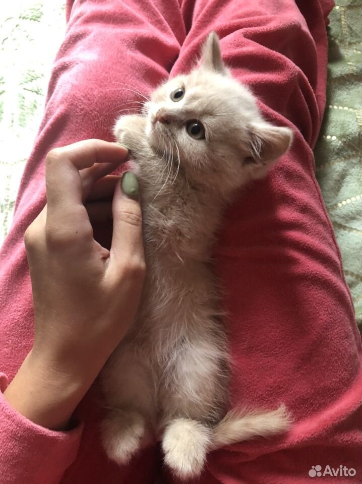 Котенок ищет дом