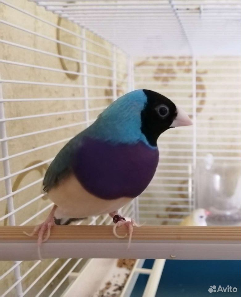 Амадины Гульда