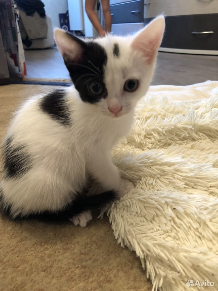 Котёнок в добрые руки