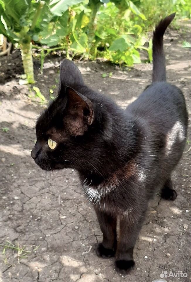 Милый чёрный котёнок (девочка 6 месяцев)