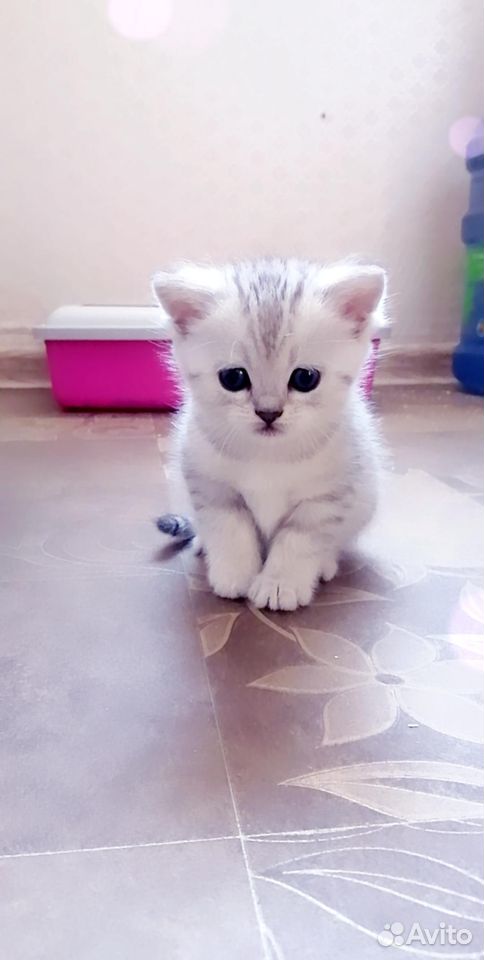Шотландский котёнок