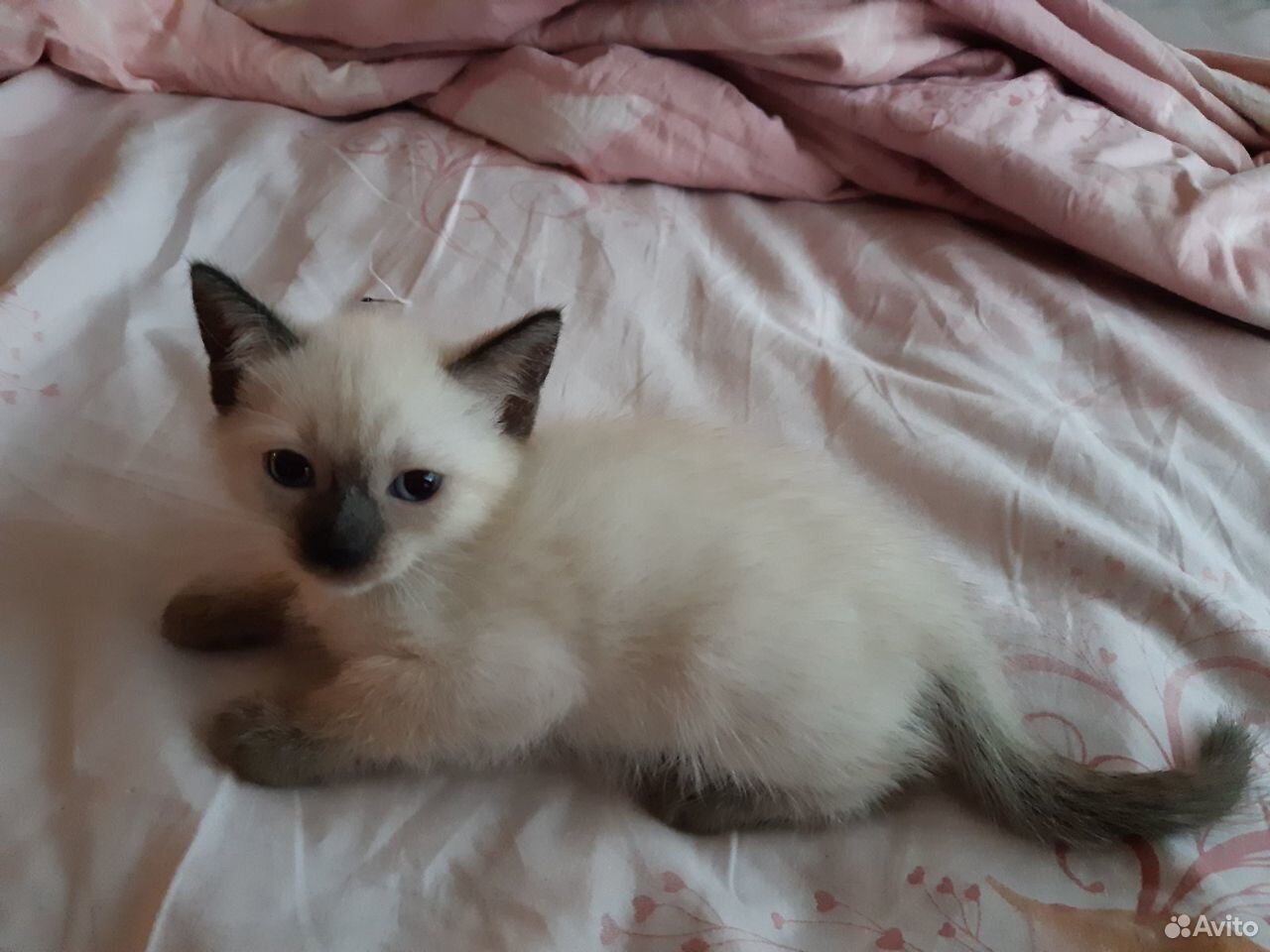 Продаю тайских котят