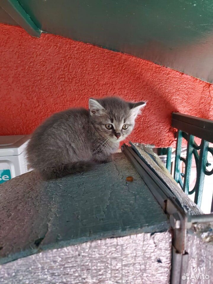 Серенький котенок, милый друг