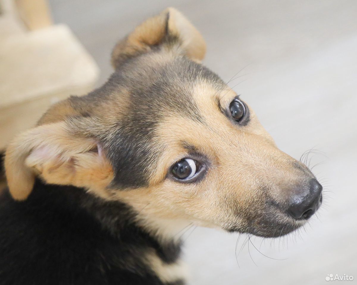 Щенок восточноевропейской овчарки метис в добрые р