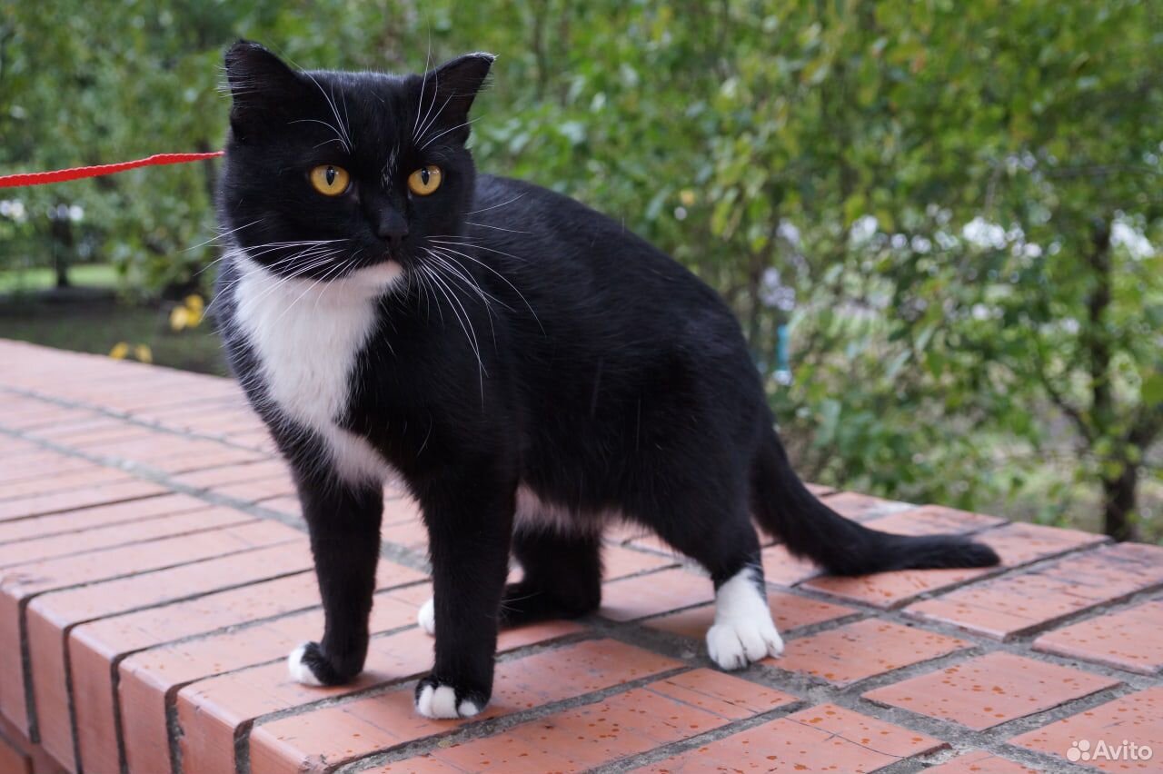 Молодой котик ищет дом