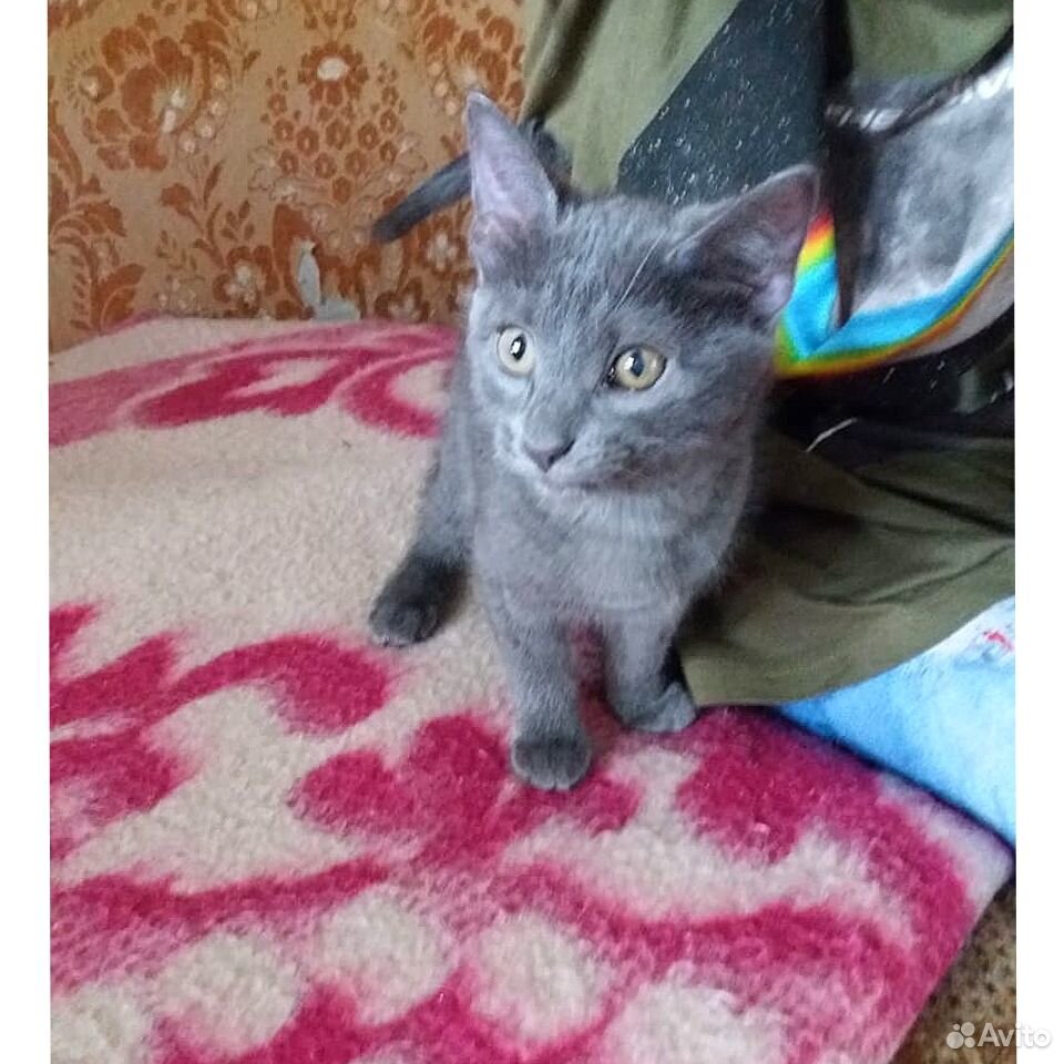 Котенок мальчик