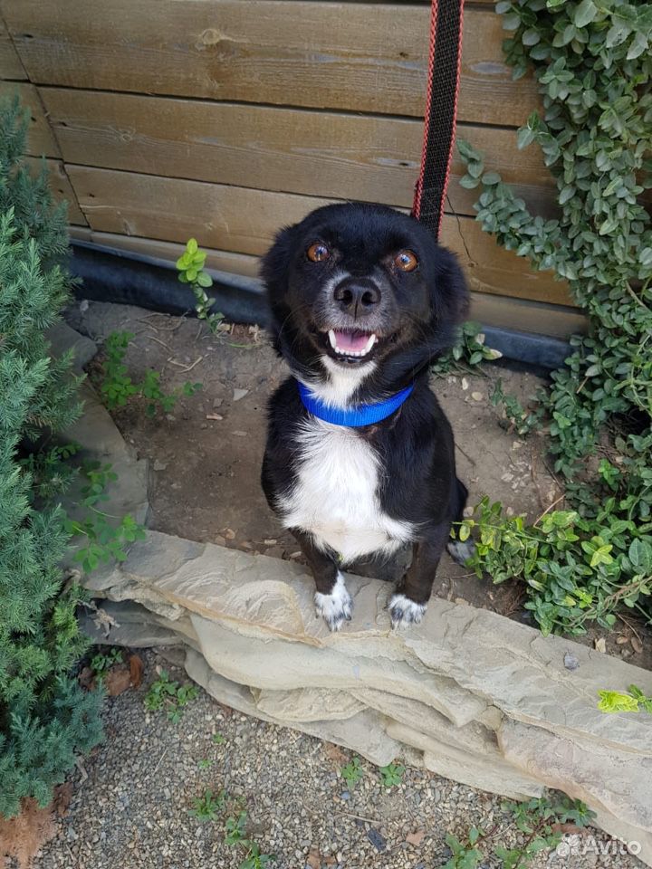 Небольшая собака улыбака ищет дом