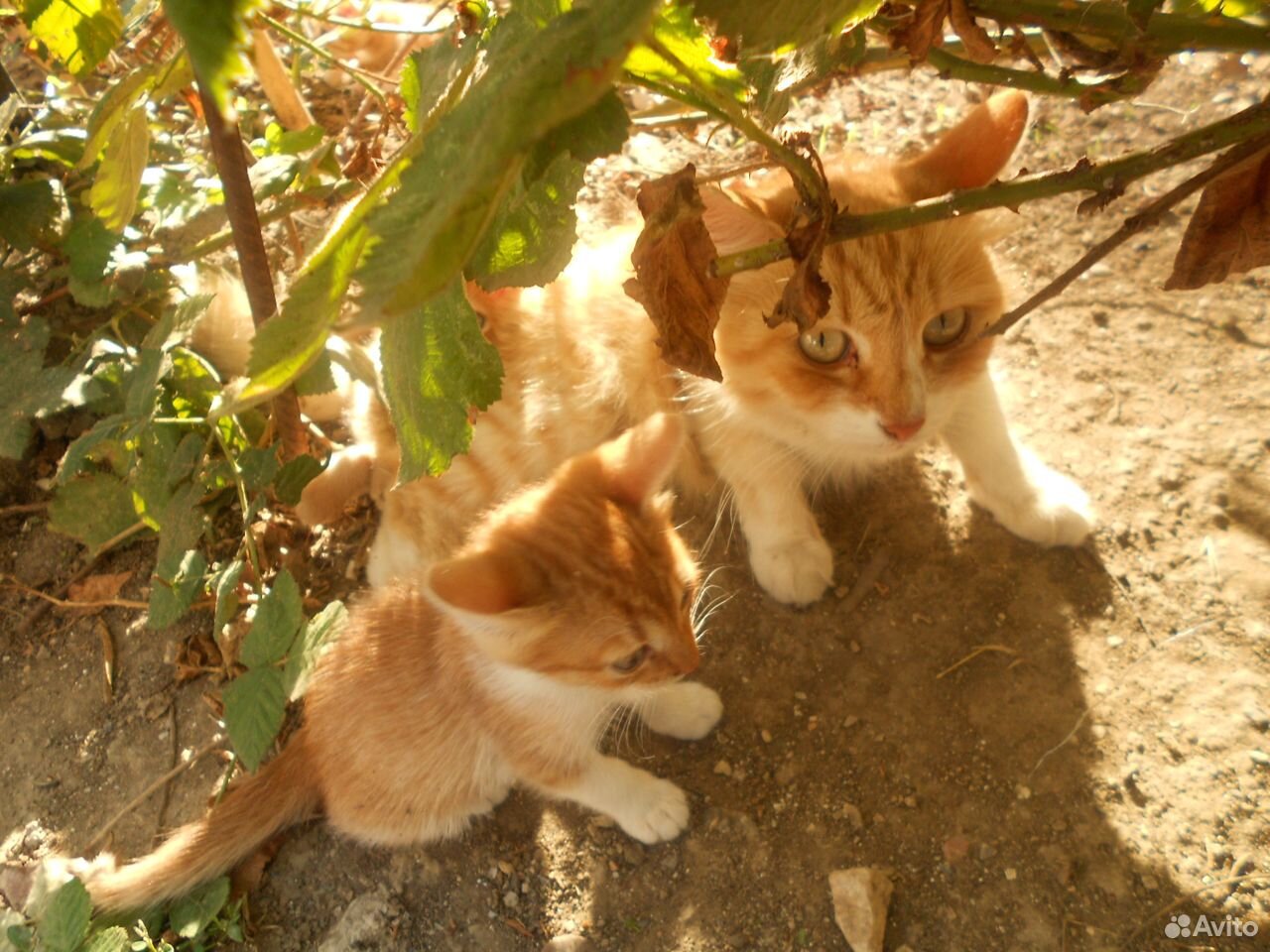 Спасите кошку с котятами