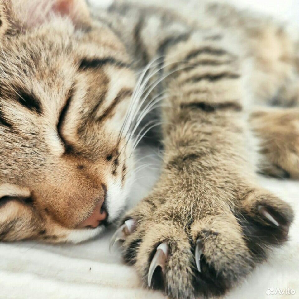 Весёлый котенок, 4 месяца