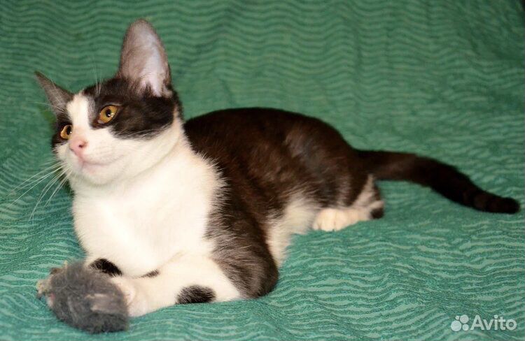 Котёнок 4,5 мес