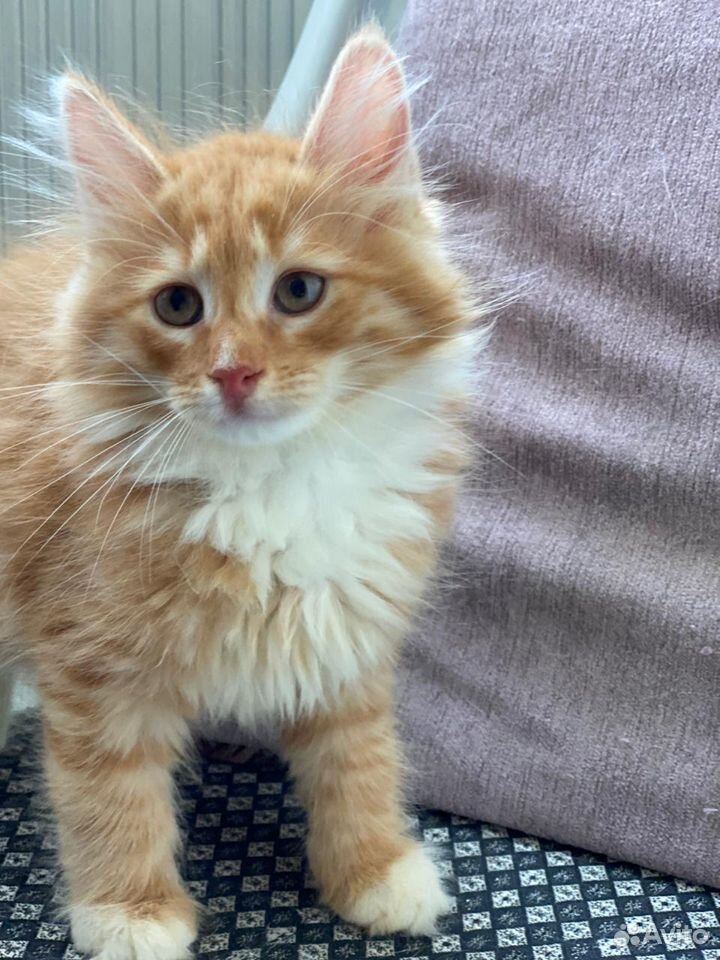 Очень пушистый рыжий котенок мальчик в дар 2 мес