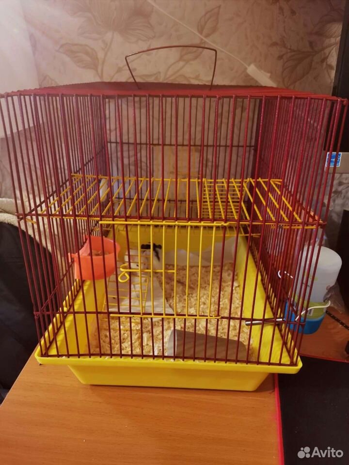 Продаю двух крысят с клеткой