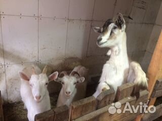 Продаются козочки