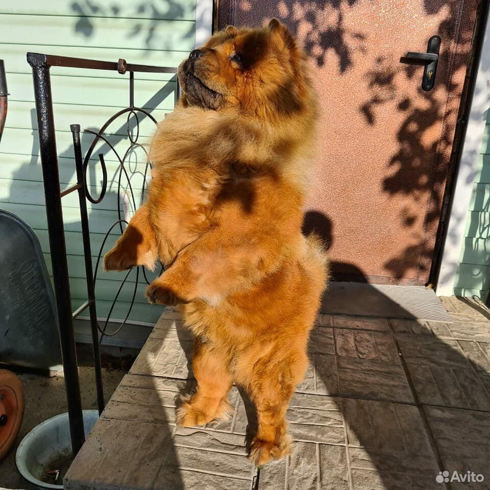 Чау чау отдается