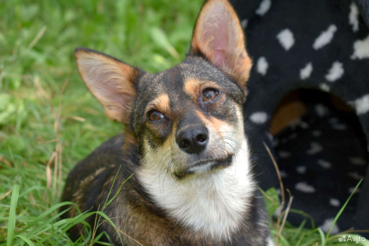 Собака Бэтти (в квартиру) 8 мес. Стерилизована