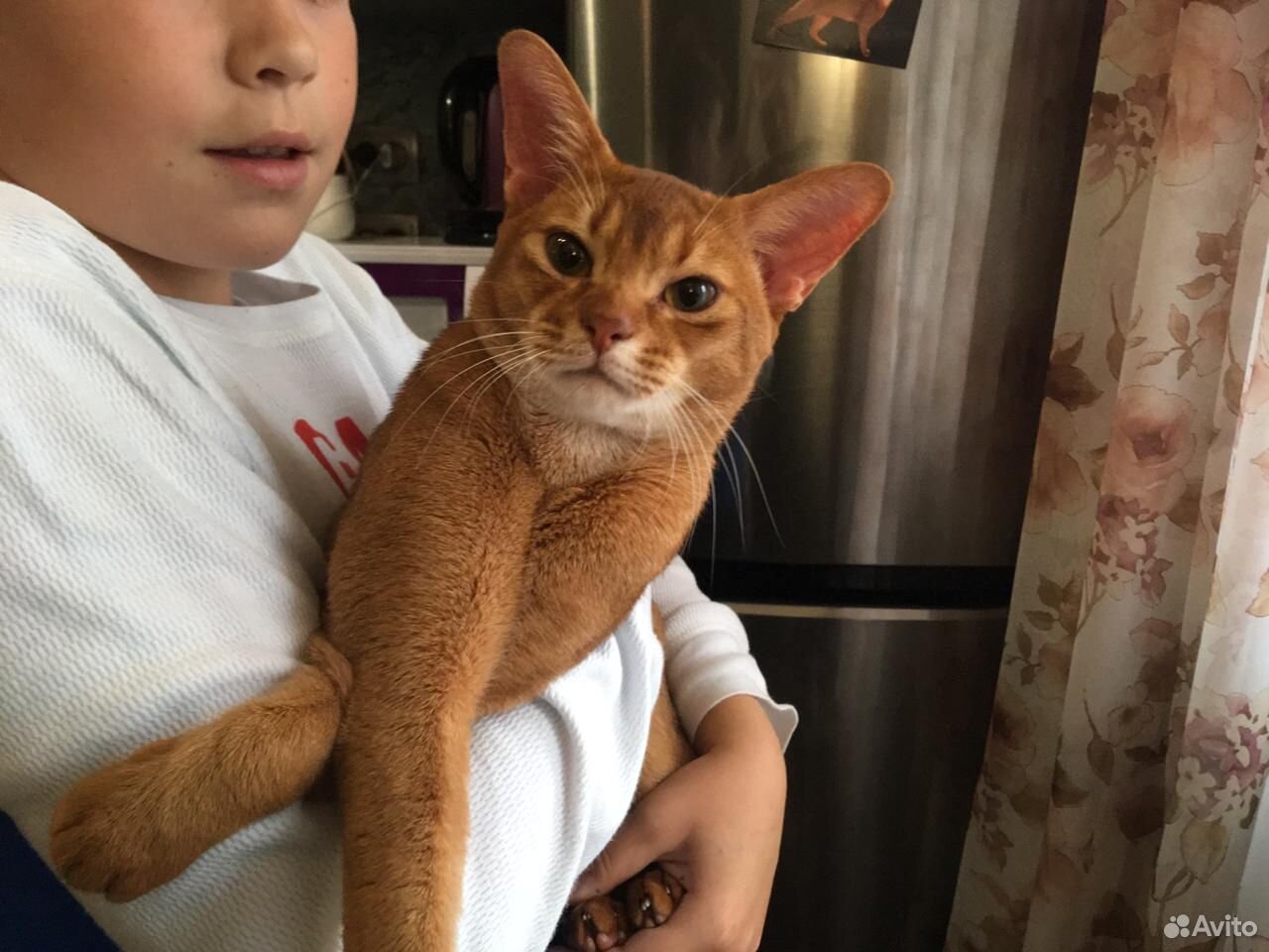 Абиссинская