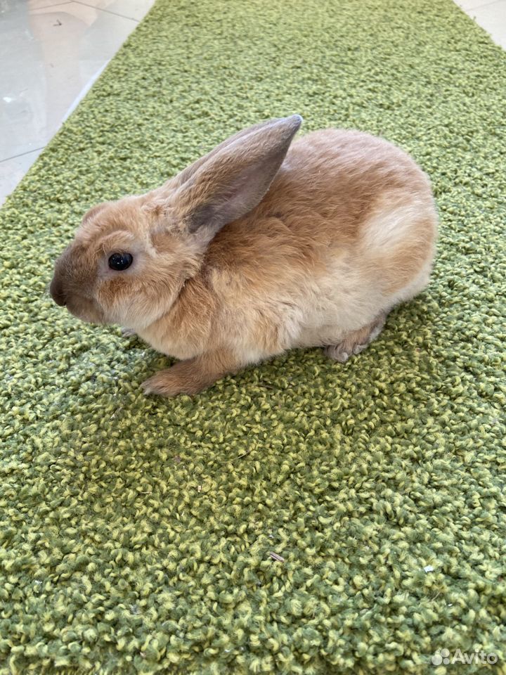 Кролик Рекс