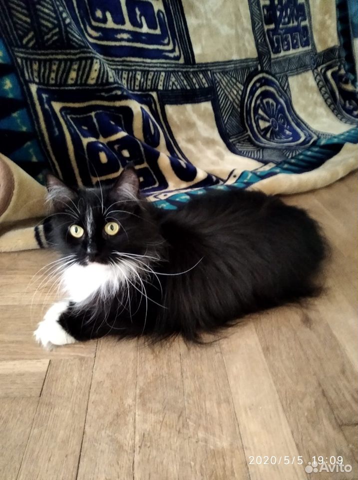 Симона,1 год,ищет дом