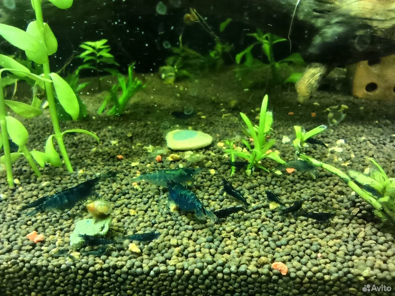 Креветки Блю Дрим