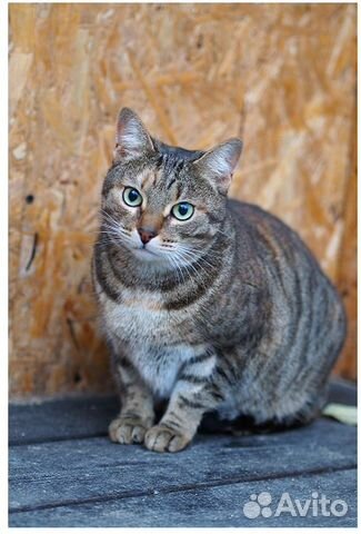 Душевная кошка Маруся - молодая девочка в дар