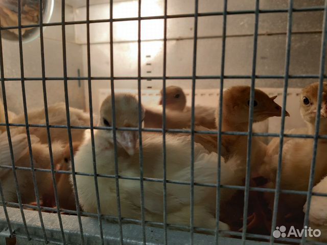 Индюшата Биг6