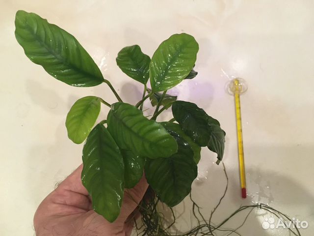 Продам аквариумное растение Анубиас Нана