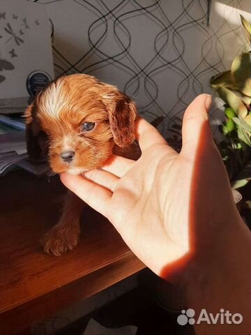 Маленькие спаниельки