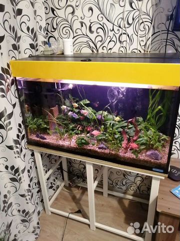 Аквариумные рыбки