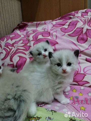 Котята рэгдолл