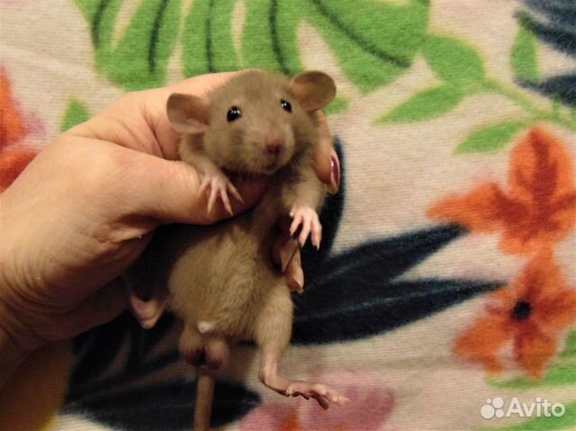 Крысы, крысята дамбо мальчики - питомник. клетки