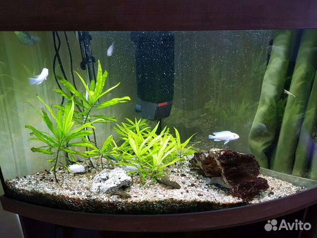 Рыбки аквариумные Белый принц