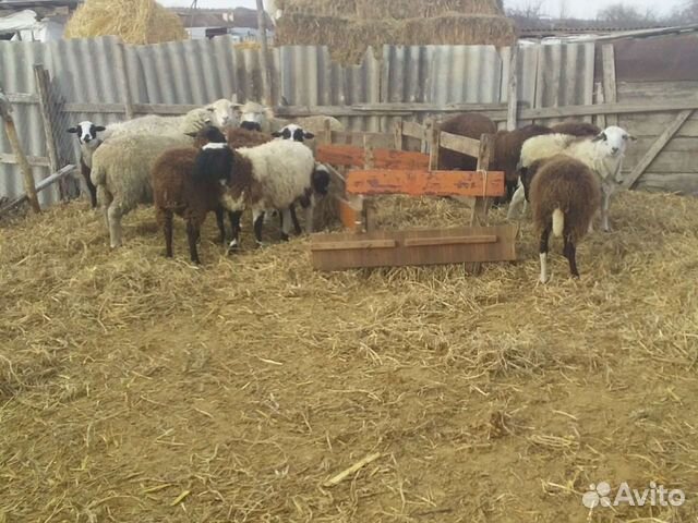 Баранчики и ярки всех вместе 50/50от дорпера обмен