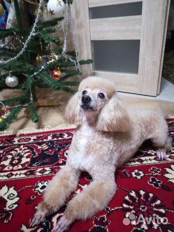 Собаки вязка