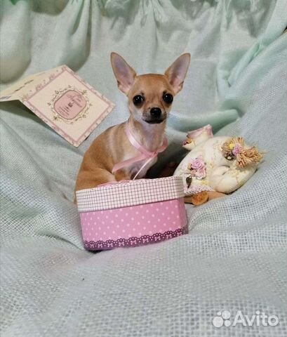 Чихуахуа девочка