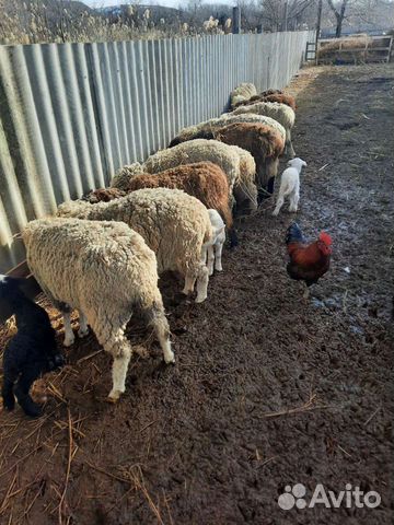 Овцы бараны ягнята