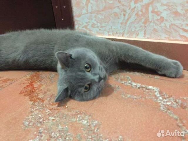 Британская кошечка BRIa