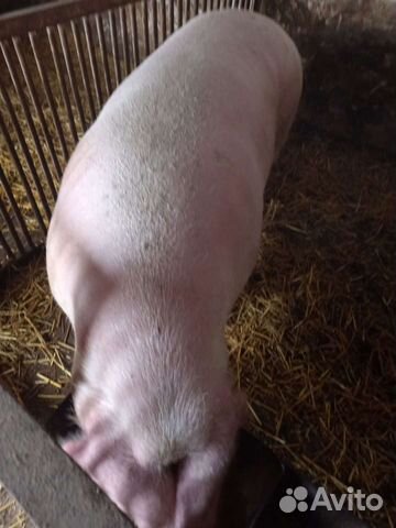 Свиньи на мясо