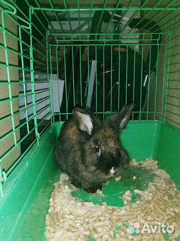 Декоративные кролики