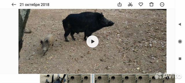 Продам домашнего дикого кабана